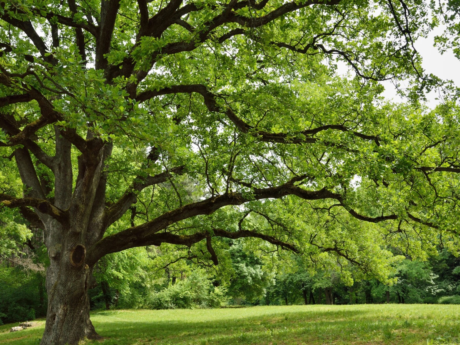 Návod na výsadbu vzrostlých stromů - Zahradnictví Spomyšl