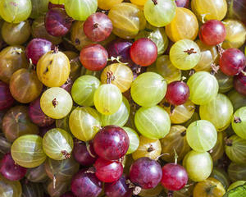 Návod na pěstování angreštu - Zahradnictví Spomyšl