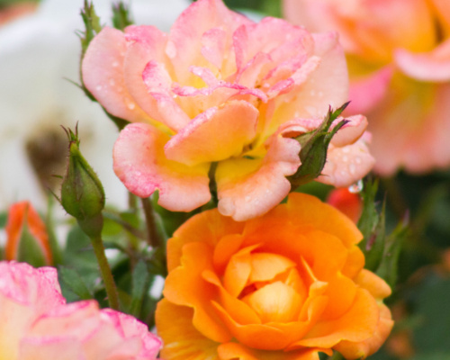 Návod na pěstování růží - Zahradnictví Spomyšl